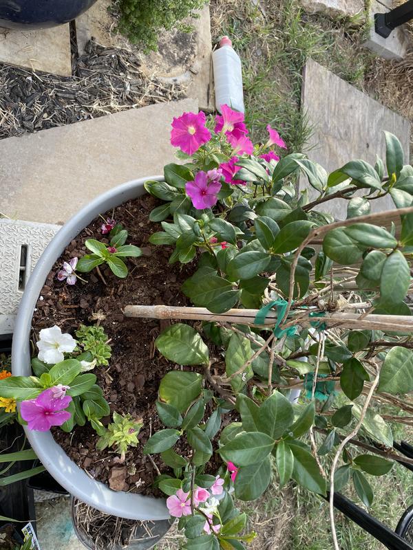 Lowe's 4 -Pack Multicolor Petunia 1 -Pack in the Annuals department at ...