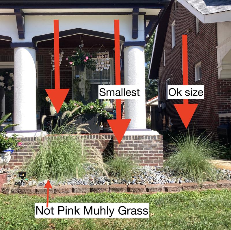 Flowerwood 2.5-Gallon Pink Muhly Grass in Pot 41433FL-1 at Lowes.com