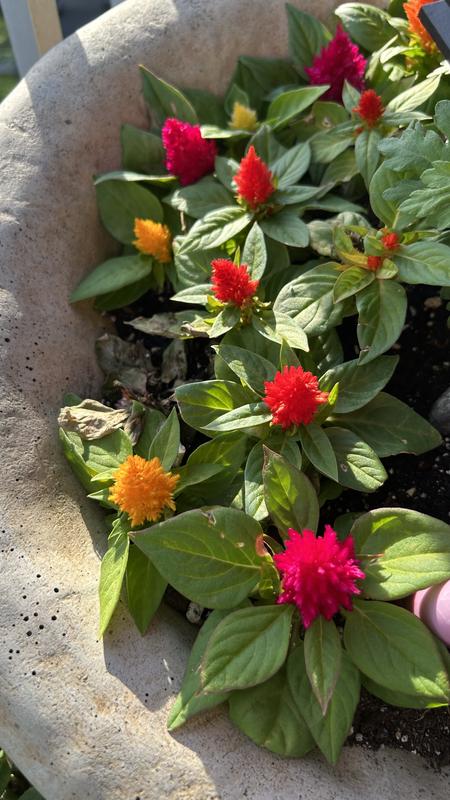 Lowe's 8 -Pack Multicolor Celosia 1 -Pack in the Annuals department at ...