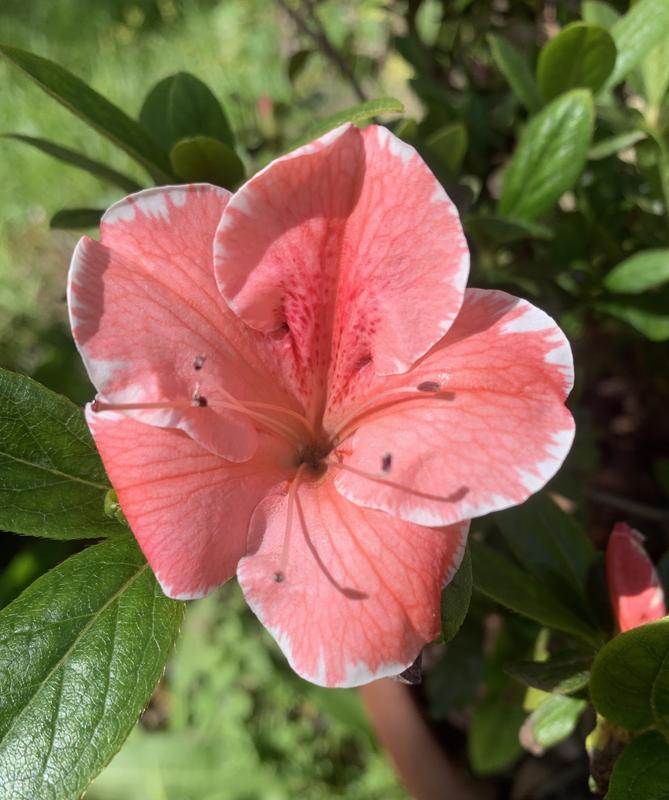 Lowe's Encore Azalea Shrub in 3-Gallon (s) NURSERY at Lowes.com