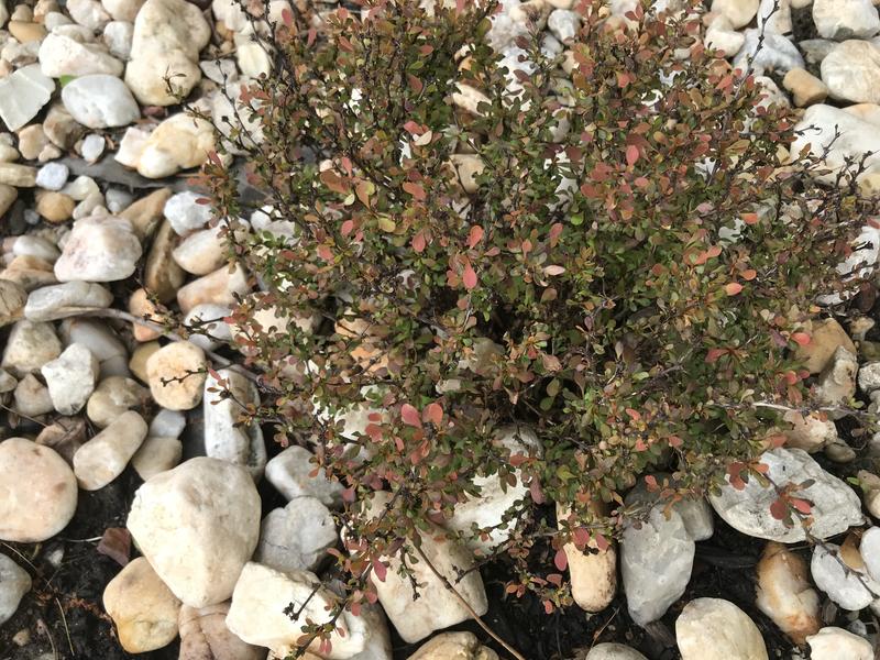 Monrovia 2.6 -Quart Barberry Golden Ruby Foundation/Hedge Shrub with ...