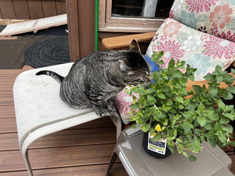 Lowe's 2 -Quart White Catnip in the Perennials department at Lowes.com