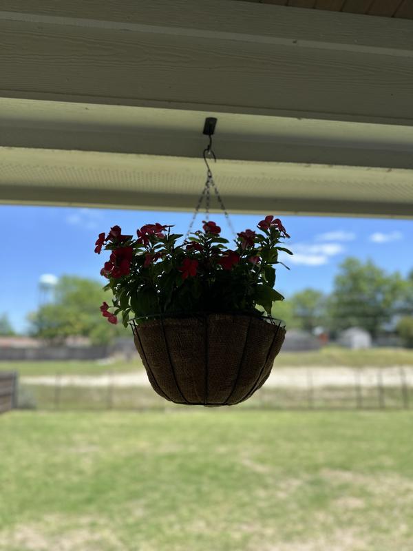 3 Quart(s) Multicolor Petunia 1 -Pack - Low Maintenance in the Annuals ...