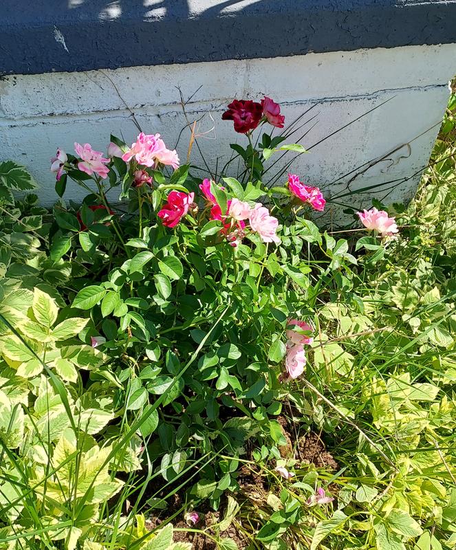 Lowe's Rose Shrub in 2 -Gallon in the Shrubs department at Lowes.com