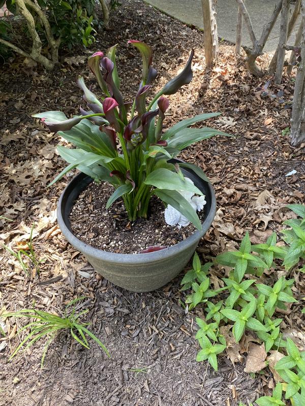 Monrovia Multicolor Sumatra Calla Lily Plant in 2.5-Quart Pot NURSERY ...