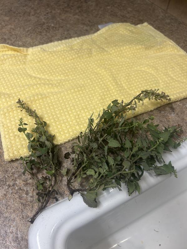 Proven Winners Rosy Purple Meant to Bee 'Royal Raspberry' Anise Hyssop ...