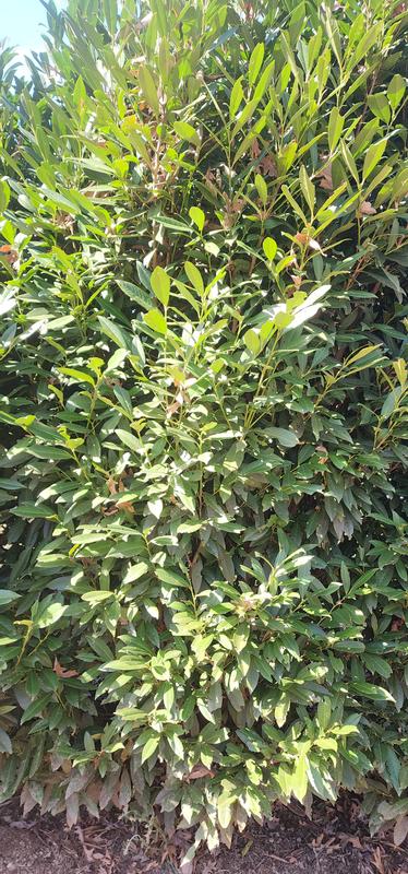 Southern Planters 7 -Gallon Cherry Laurel Flowering Shrub with White ...