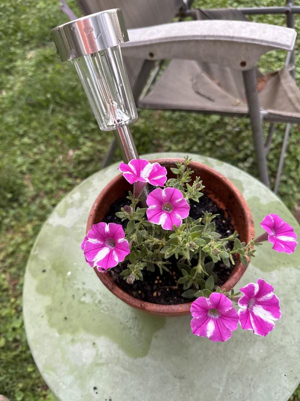 Lowe's 1 -Pint White Scotch Moss 1 -Pack in the Perennials department ...