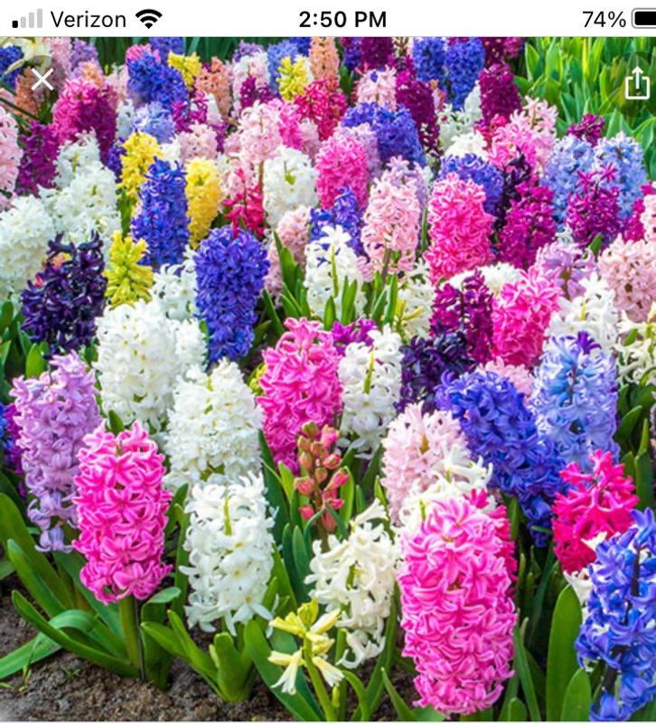 Lowe's Multicolor Hyacinth House Plant Pot 12-Pack 21210 at Lowes.com