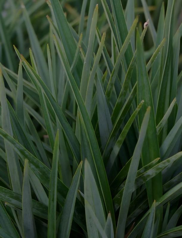 Monrovia Little Rev Flax Lily P18504 Plant in 1-Gallon Pot 098271S at ...