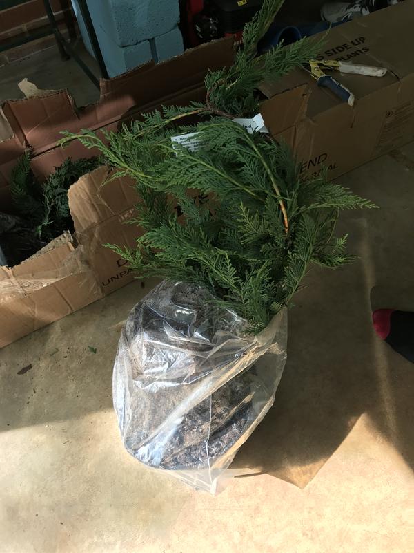 Shop Flowerwood Flowerwood Leyland Cypress Tree Holiday Colorful ...