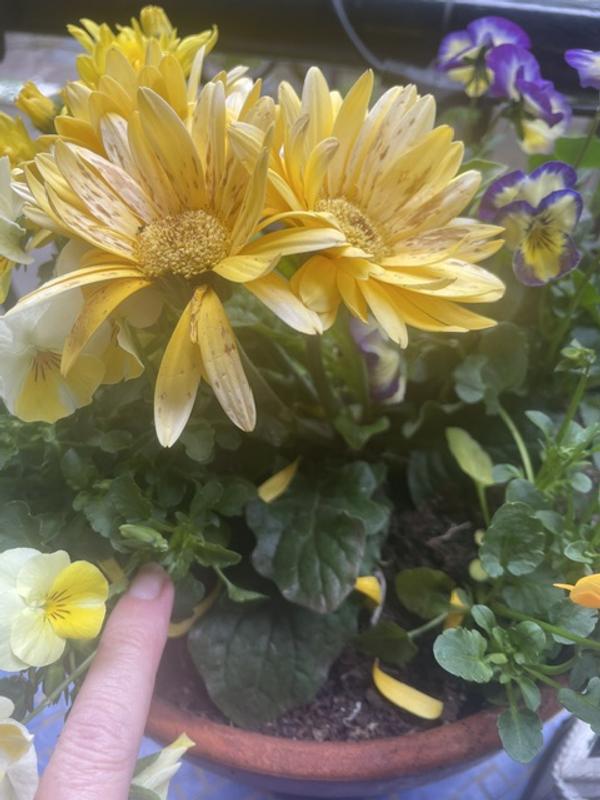 Lowe's 1 Pint Multicolor Mum 1 -Pack - Low Maintenance in the Annuals ...