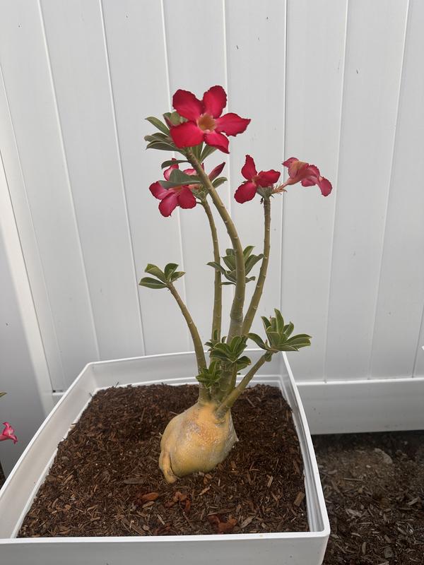 Altman Plants 1 -Pack Adenium Desert Rose in 1 -Gallon Pot in the ...