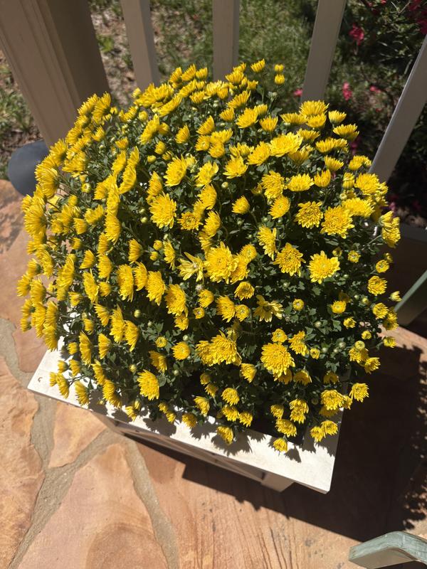 Lowe's 3 Quart(s) Yellow Mum 1 -Pack - Low Maintenance in the Annuals ...
