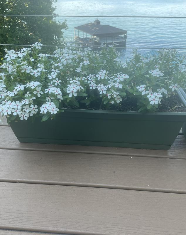 Monrovia Vinca in 2.5-Quart NURSERY at Lowes.com