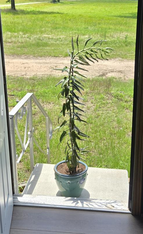 allen + roth Round 9.6-in W x 9.6-in L Blue Glazed ceramic Indoor ...