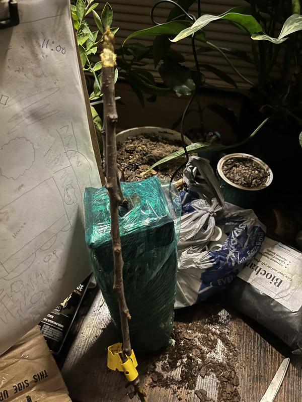Online Orchards Lapins Cherry Tree - Self-Pollinating, Sweet Flavor, 3 ...