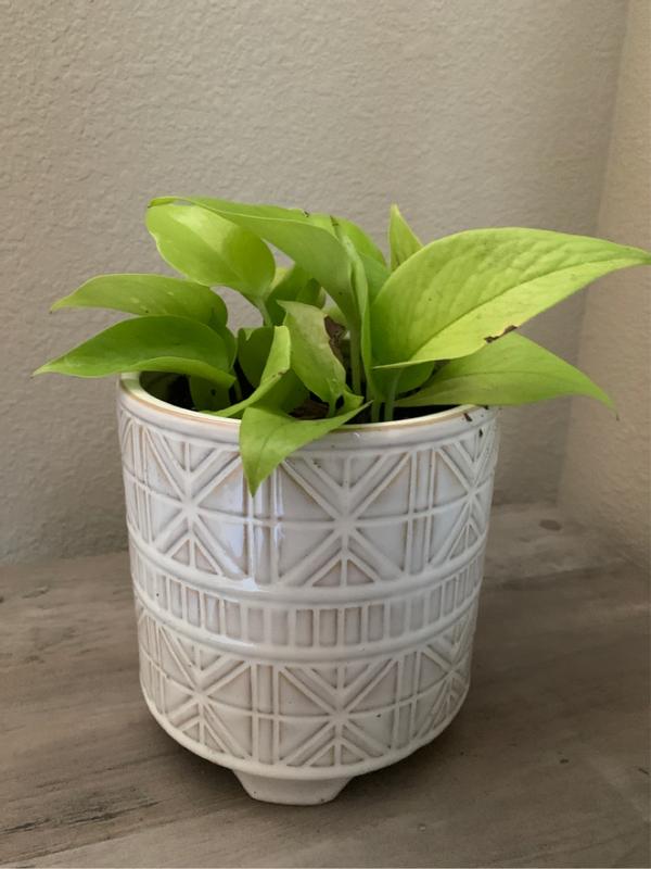 Neon Pothos Plant in 6in. Grower Pot - Vining House Plant for Mother's ...