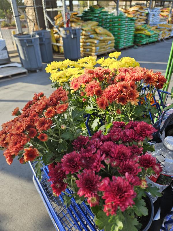 Lowe's Multicolor Mum in 1.5-Pint Pot 5759810 at Lowes.com