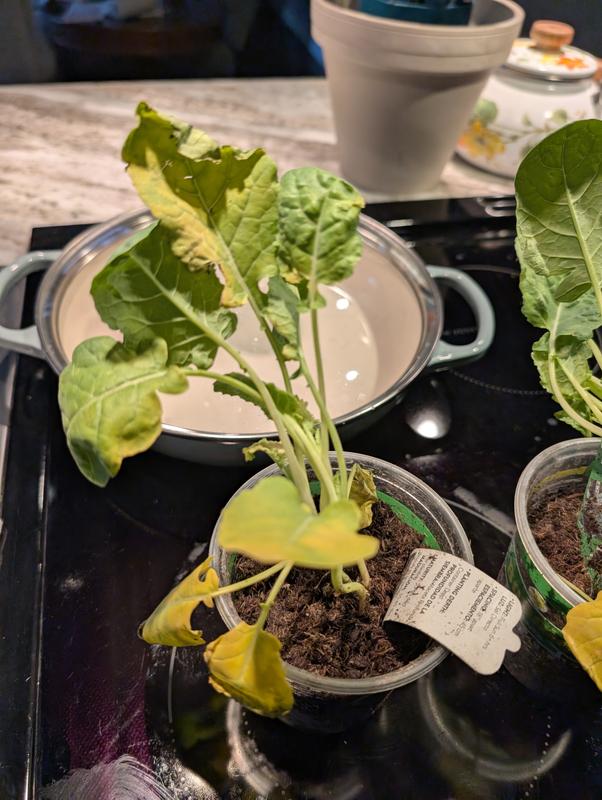 Bonnie Plants Lieutenant Broccoli Pot Plant 201998 at Lowes.com
