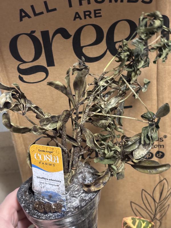 Costa Farms Grower's Choice Exotic Angels Clean Air House Plant in 3.8 ...