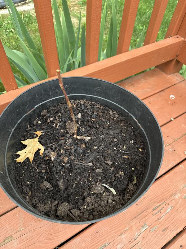 Garden State Bulb RASPBERRY BRANDYWINE 1-PK PBS 07996 at Lowes.com