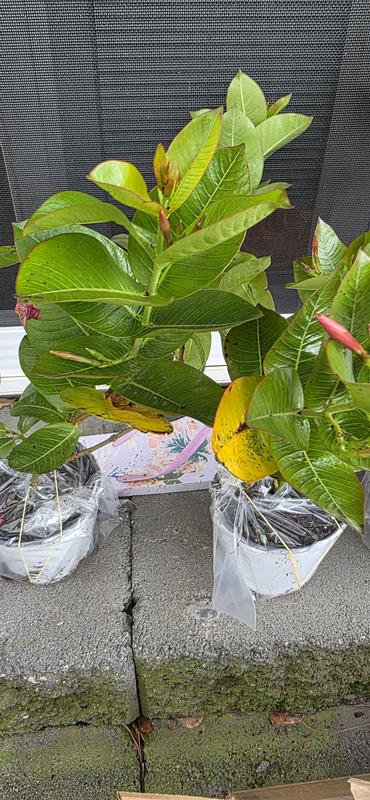 National Plant Network 4 Inch(es) Blue Mandevilla Bluephoria Summer 3 ...