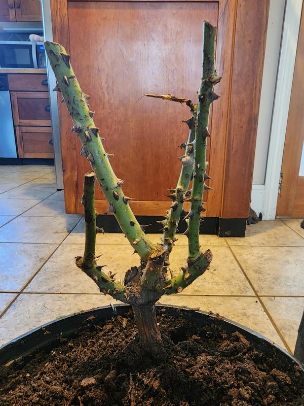 Spring Hill Nurseries Orange Flowering Above All Climbing Rose 1 Pack ...