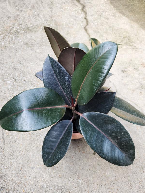 Altman Plants Ficus Ruby Rubber Tree House Plant in 6-in Pot 0873091 at ...