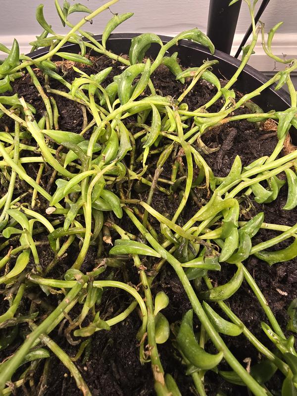 Altman Plants Senecio String Of Dolphins in 1.3-Quart Hanging Basket ...