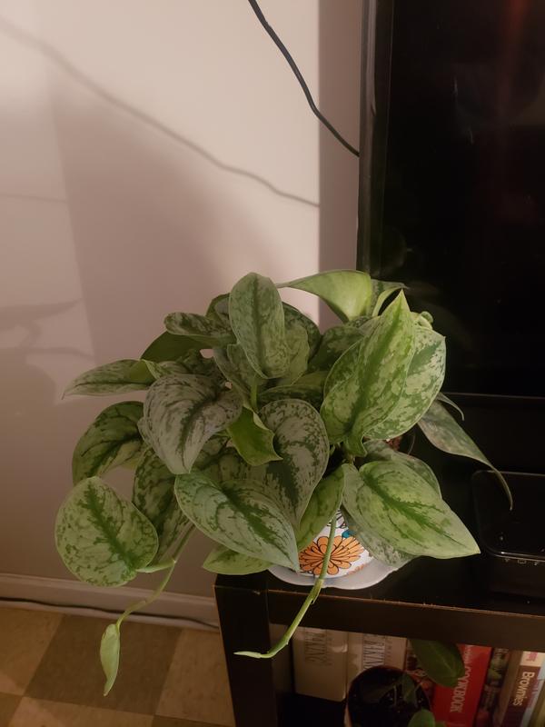 National Plant Network Silver Satin Pothos House Plant in 6-in Pot ...