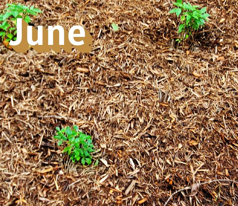 Timberline 2-cu ft All Natural Hardwood Bark Hardwood Mulch 52055476 at ...