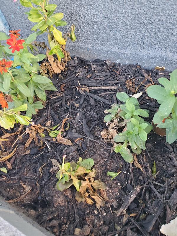 Permagreen 2.0 -cu ft Black Hardwood Decorative bark mulch in the ...