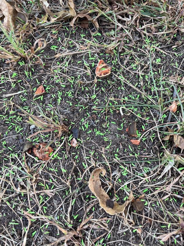 Sta-Green Performance Max 5-lb Mixture/Blend Grass Seed PS-PMSSH5 at ...