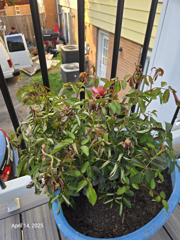 Altman Plants Multicolor True Bloom Sincerity Rose 8-Quart in Pot ...