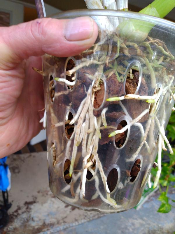 allen + roth 5.08-in W Small Clear Resin Contemporary/Modern Indoor ...