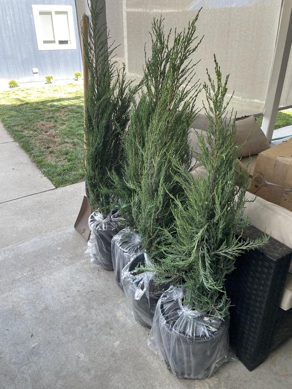 3.58 -Gallon Blue Arrow Juniper Foundation/Hedge Shrub 1 -Pack in the ...