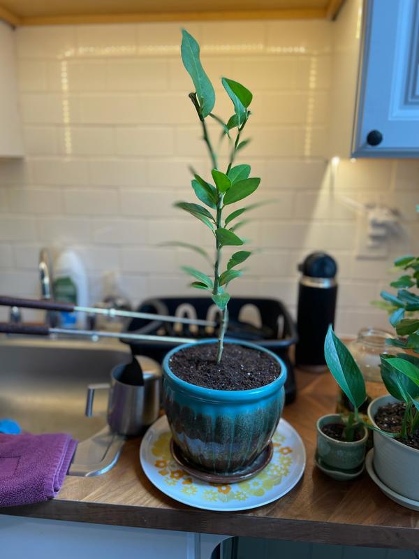 Gurney's Seed and Nursery Key Lime Tropical Citrus Tree in 4-in Pot ...