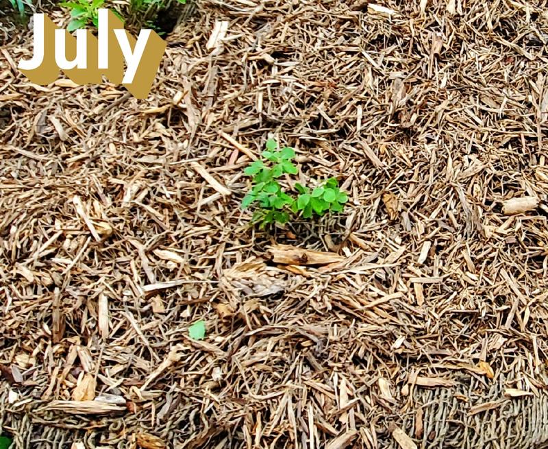 Timberline 2-cu ft All Natural Hardwood Bark Hardwood Mulch 52055476 at ...