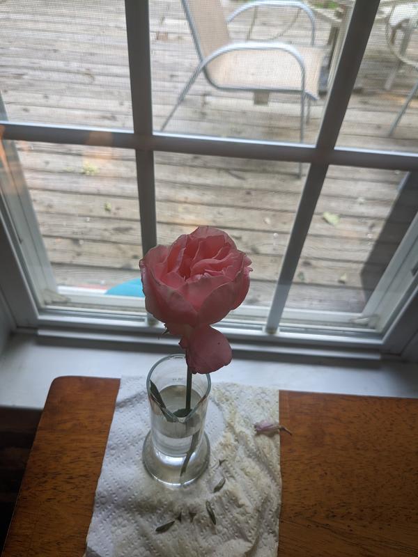 National Plant Network White Rose 2 -Pack Bare root in the Roses ...