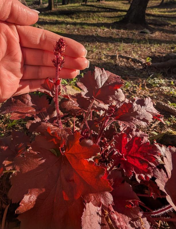 Lowe's 2 -Quart Coral Bells 1 -Pack in the Perennials department at ...