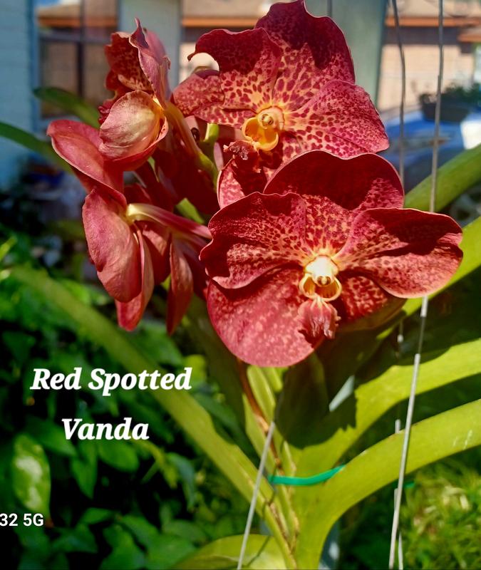 Better-Gro Vanda Orchid House Plant - Mixed Bloom Color Family - High ...