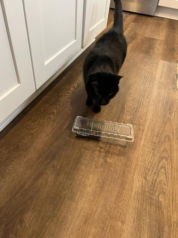 DoomBox Enclosed Tunnel Trap for Mice - Odorless Indoor/Outdoor Device ...