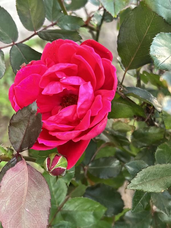 Lowe's Red Rose Flowering Shrub in 2-Gallon (s) Pot 5287338 at Lowes.com