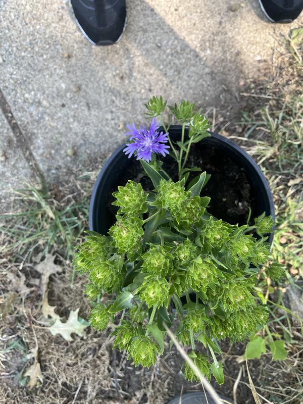 Lowe's Purple Stokes Aster Plant in 1.5-Gallon (s) Pot NURSERY at Lowes.com