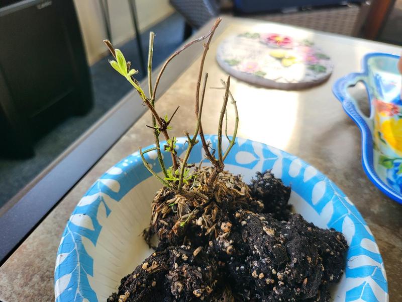 Spring Hill Nurseries Purple Black Knight Butterfly Bush Dormant Shrub ...