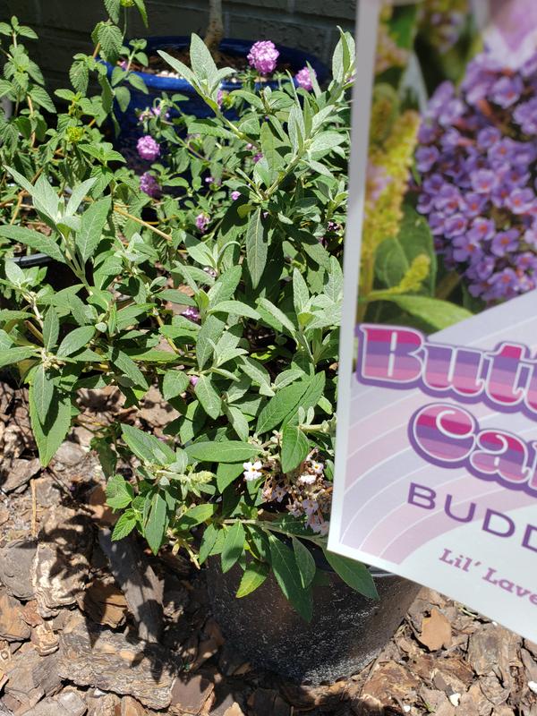 Butterfly Candy 2.5 -Quart Lil' Lavender Butterfly Bush Flowering Shrub ...