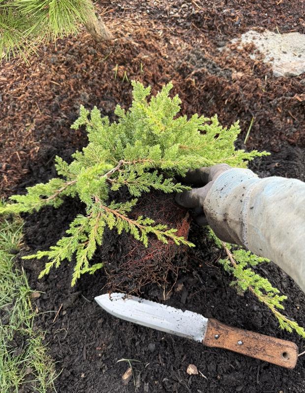 Monrovia 2.6 -Quart Dwarf Japanese Garden Juniper Foundation/Hedge ...