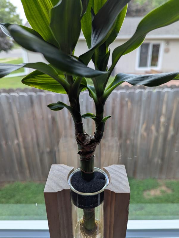 LiveTrends Odyssey House Plant in 1-Pack(s) Pot ASB07695 at Lowes.com