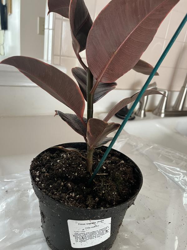 Altman Plants Ficus Ruby Rubber Tree House Plant in 6-in Pot 0873091 at ...